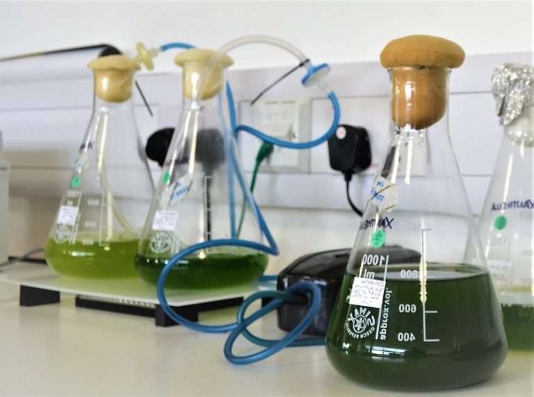 algae-flasks - Algal Solutions For Local Energy Economy (ASLEE)